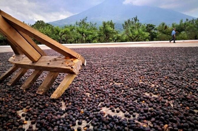 Do you know 3 traditional coffee processing methods?